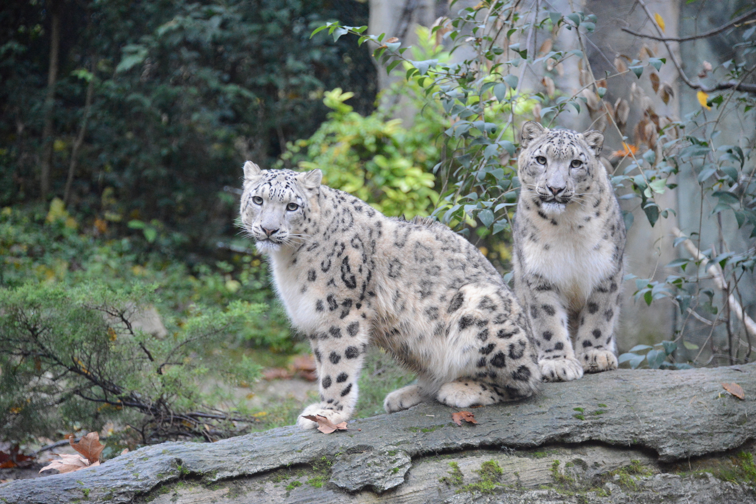 Natura Viva: una "passeggiata invernale" per salvare il leopardo delle nevi