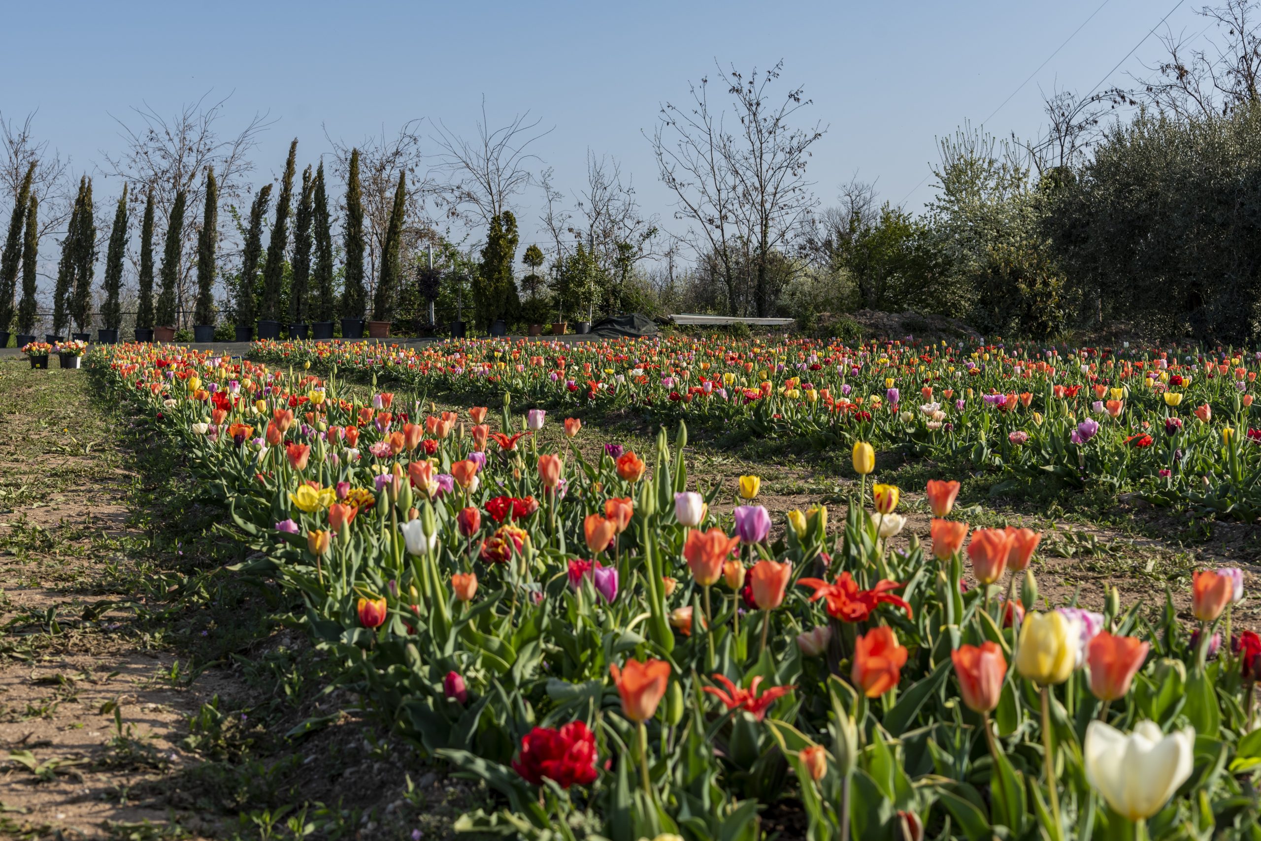 Alla Flover di Bussolengo 200mila tulipani da cogliere e molte novità