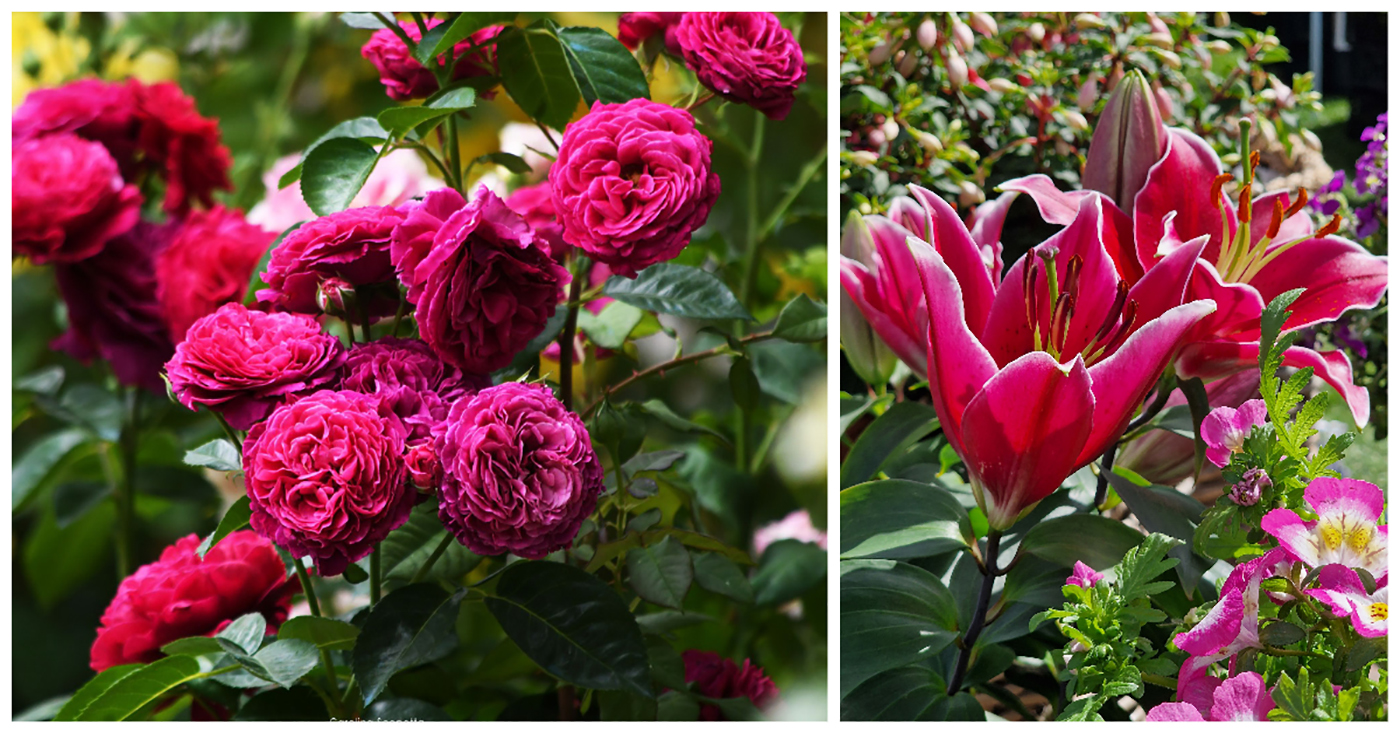 Verona Flower Show, ai Giardini Giusti la mostra mercato di piante rare