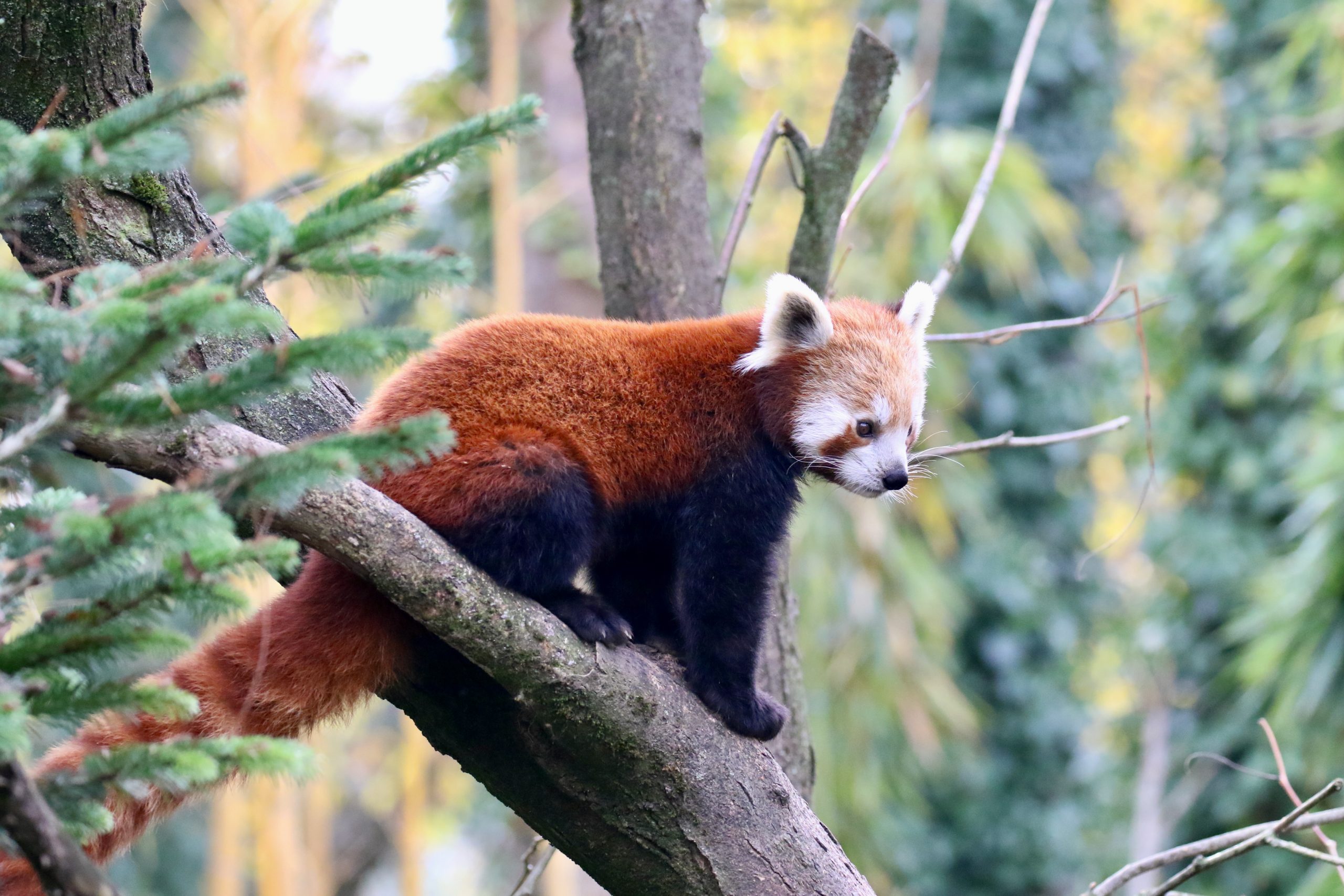 Bussolengo, nuovo ponte per il panda rosso in arrivo al parco Natura Viva