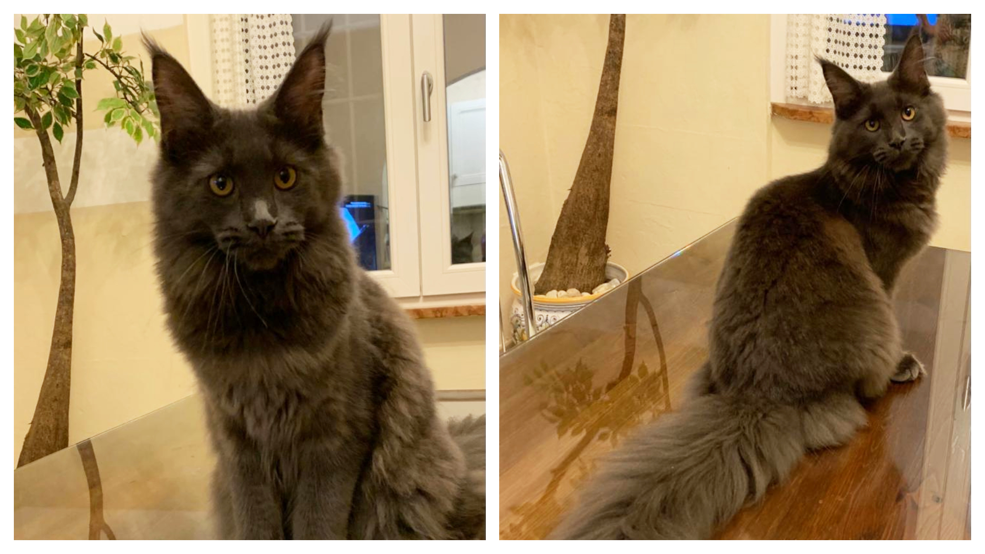 Verona, è Grace Kelly il gatto che vince l'Esposizione internazionale ...