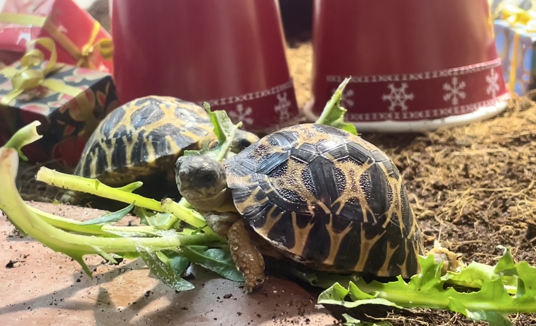 Parco Natura Viva, tre testuggini "stellari" salvate dall'estinzione