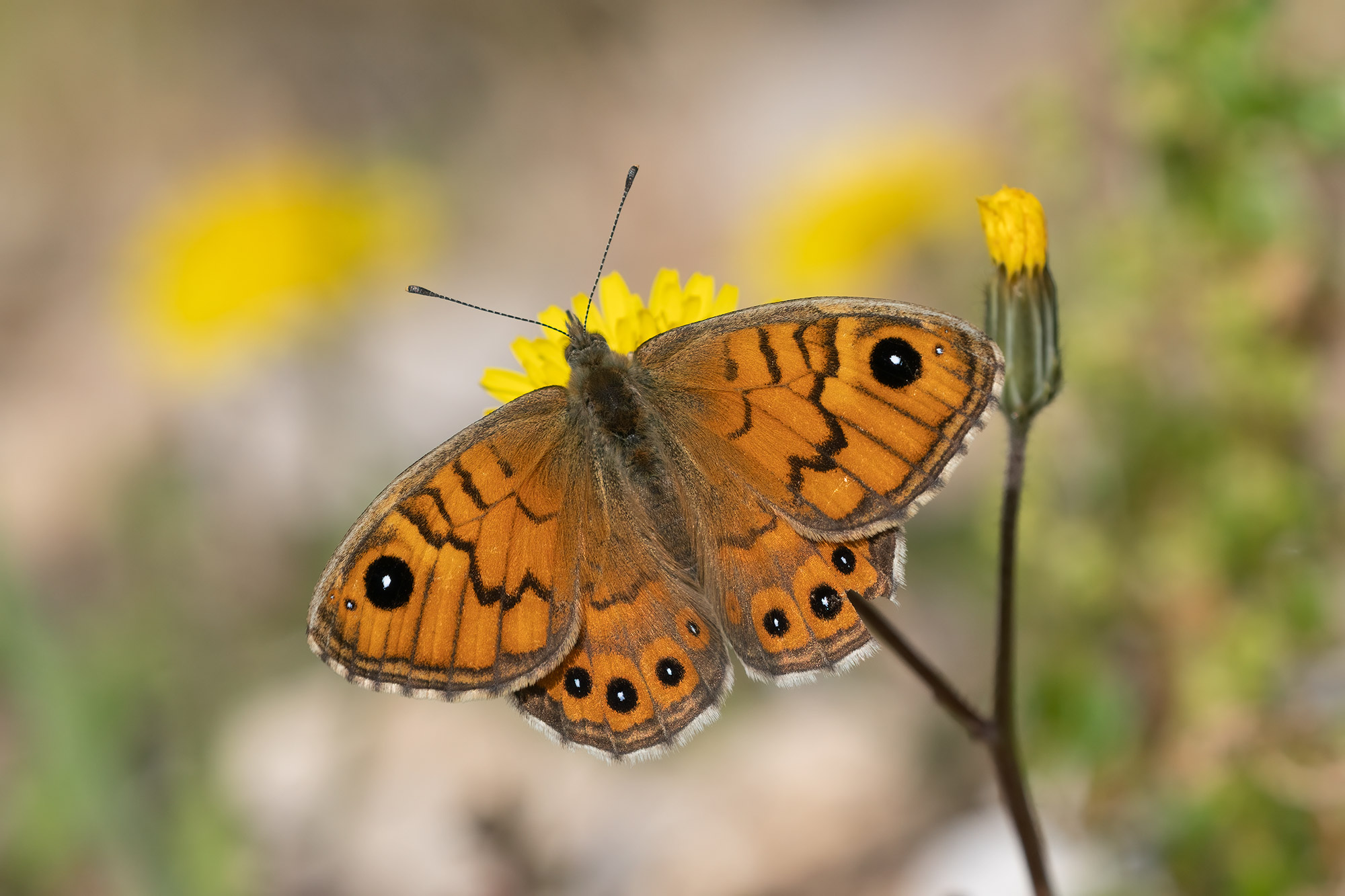 Scoperta in Val d’Illasi una nuova specie di farfalla: la Lasiommata megera