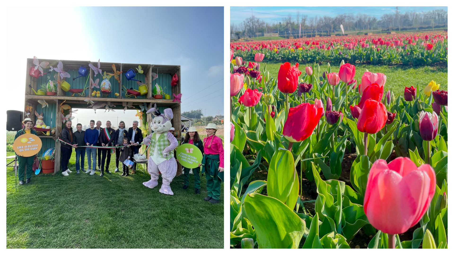 Bussolengo, inaugurato il campo con 300mila tulipani colorati da cogliere