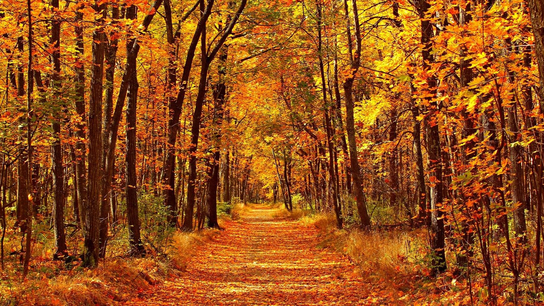 Dove praticare il foliage a Verona e dintorni: guida d’autunno