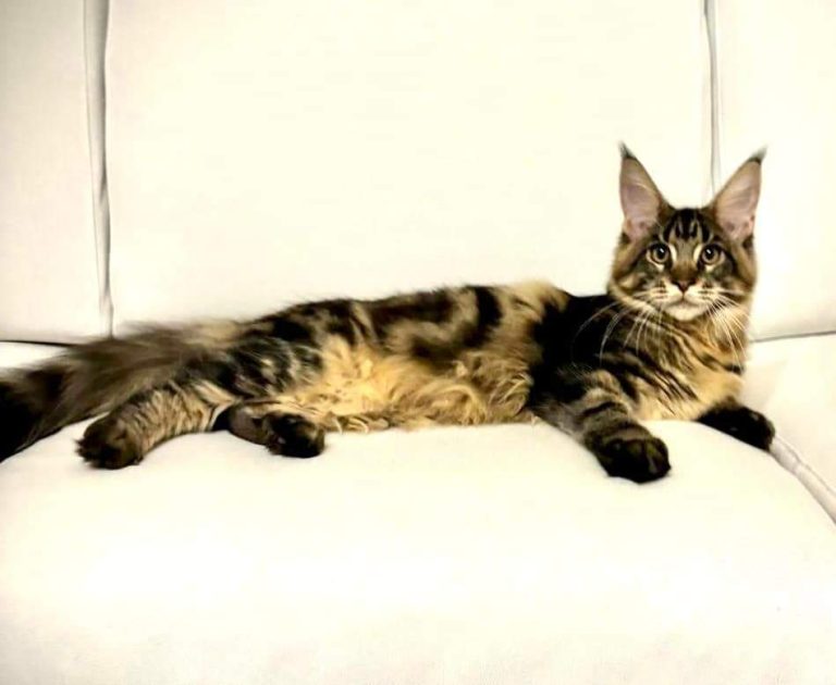 Gatti a Verona, ecco Louis: è lui il cucciolo più bello del mondo