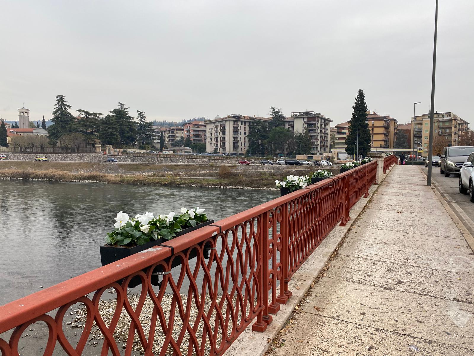 Verona, viole bianche su ponte Garibaldi e ponte Catena