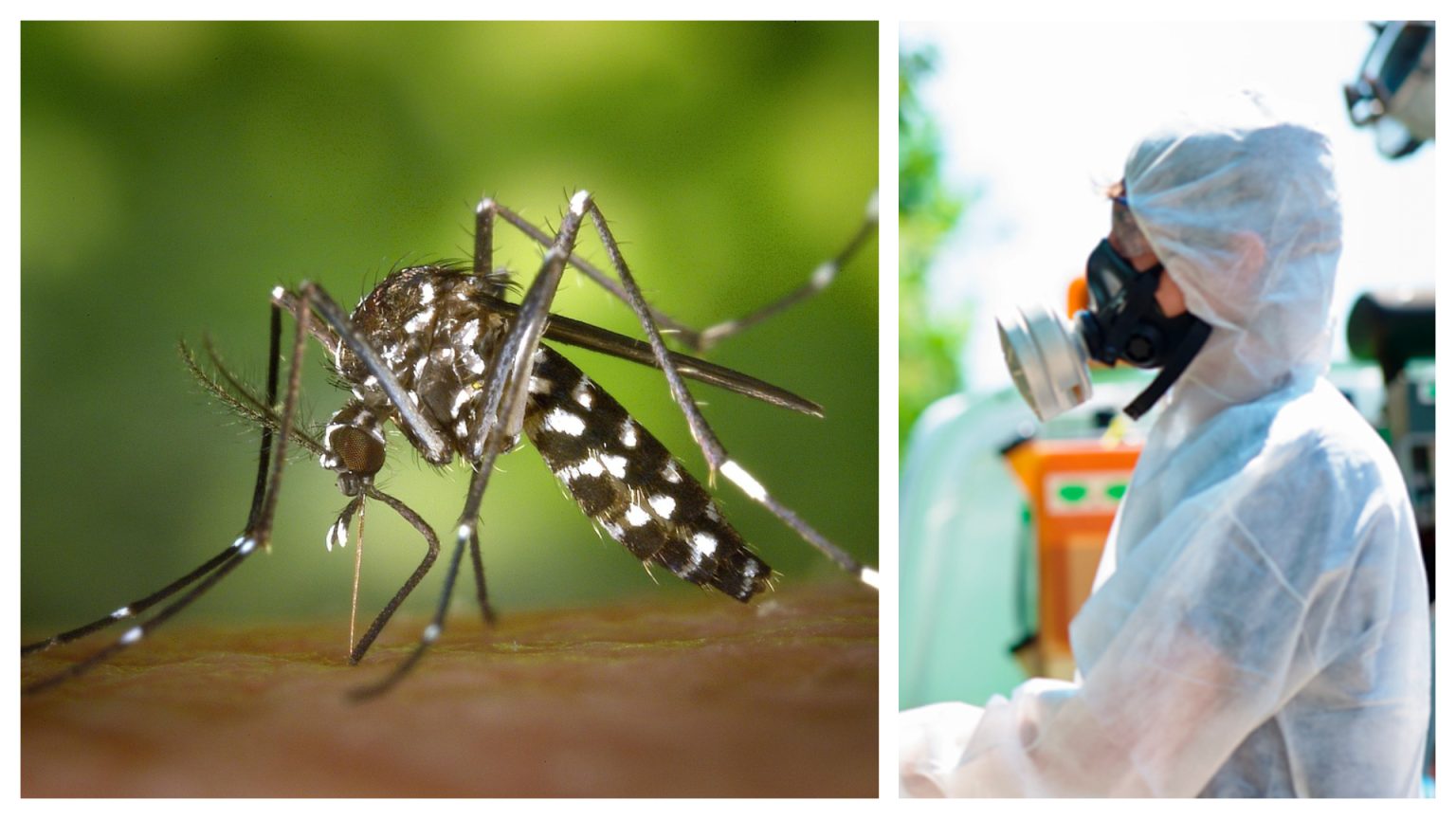 I contagi da chikungunya spaventano feste e sagre del Veronese