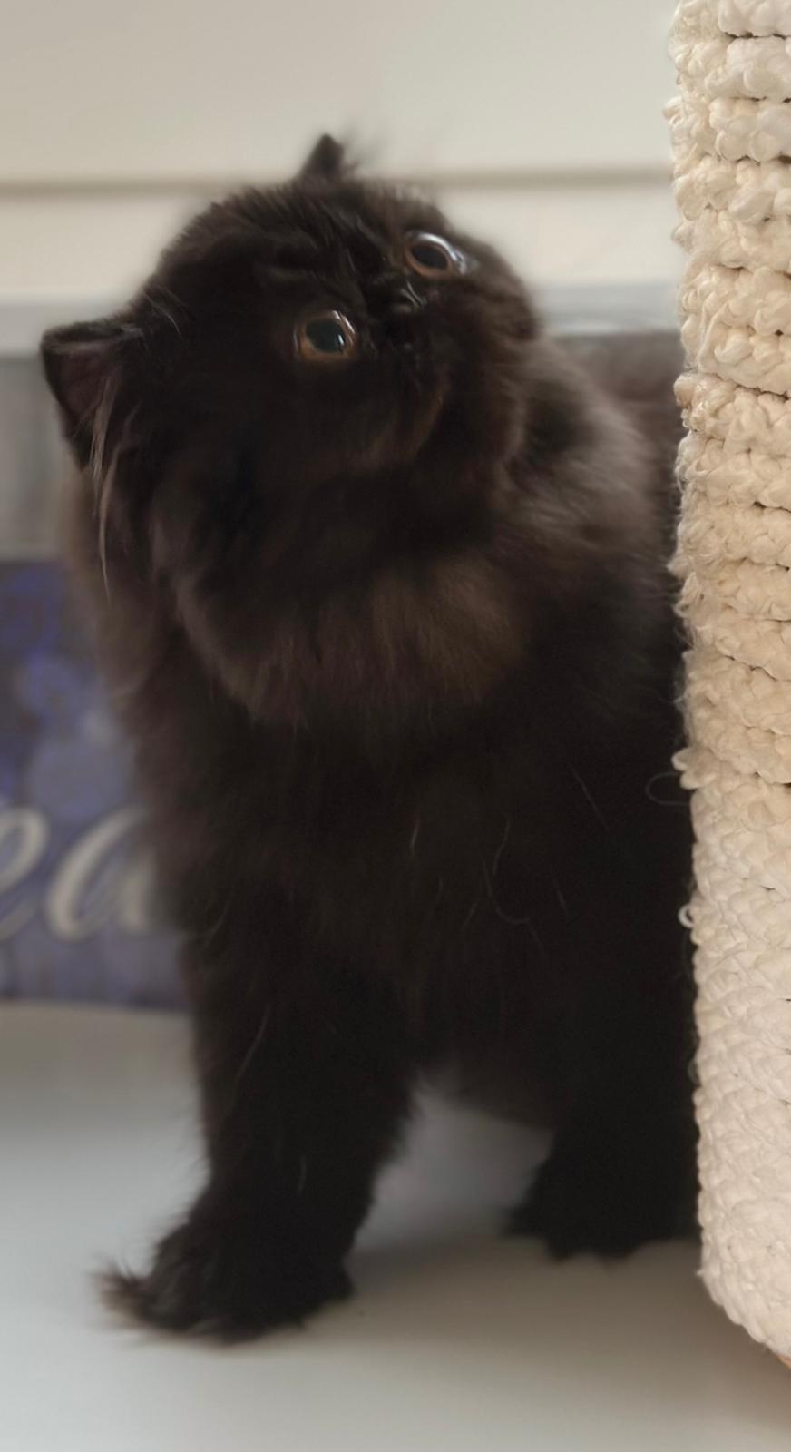 È nera la gatta più bella del mondo: "Un graffio alla superstizione"