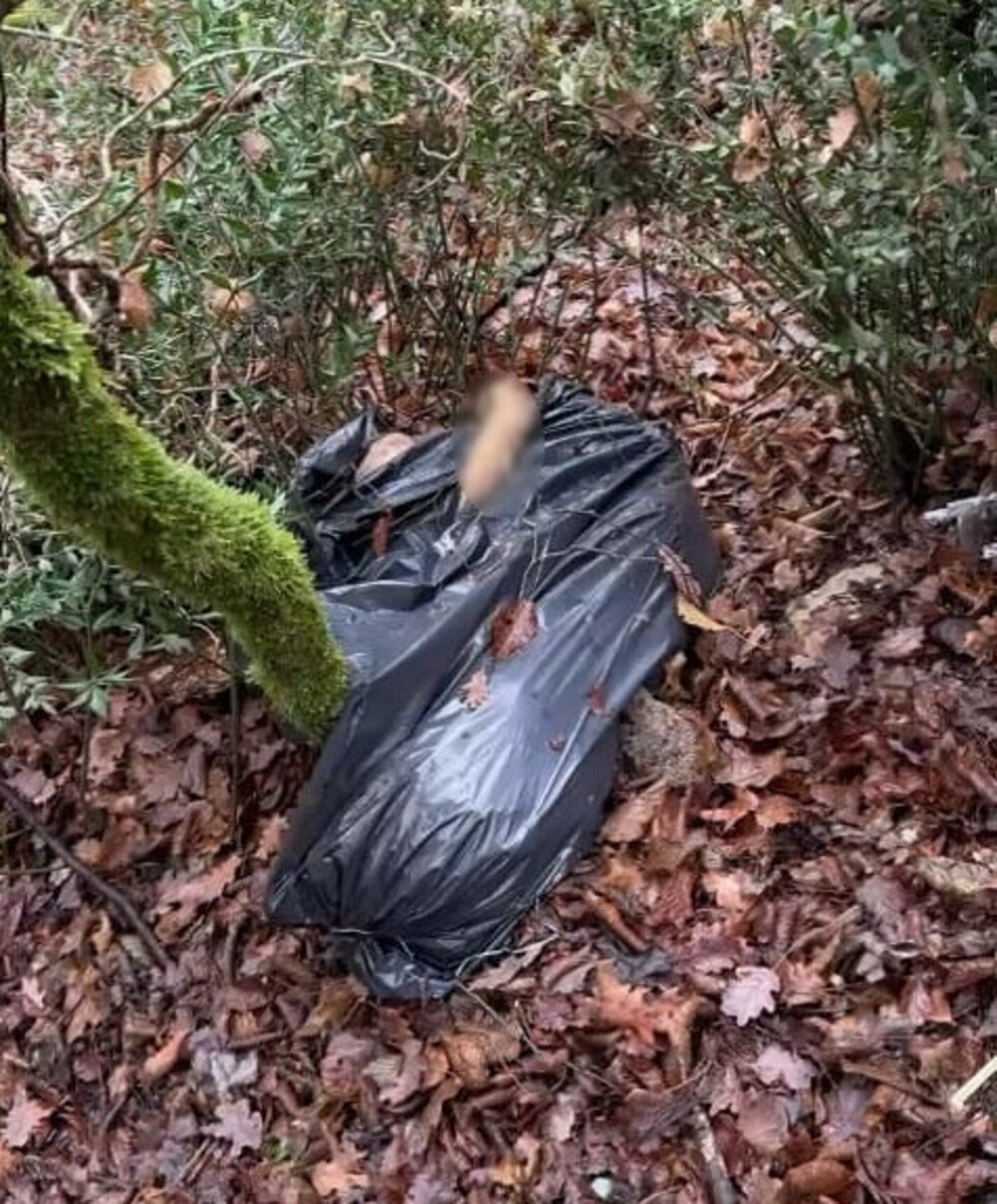 Orrore a Verona: uccisa a colpi in testa cagnetta malata di tumore